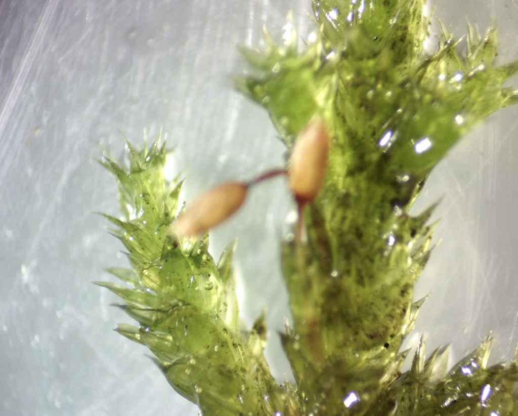 fan moss from Gloucester County, VA, USA on May 3, 2023 at 11:20 AM by ...