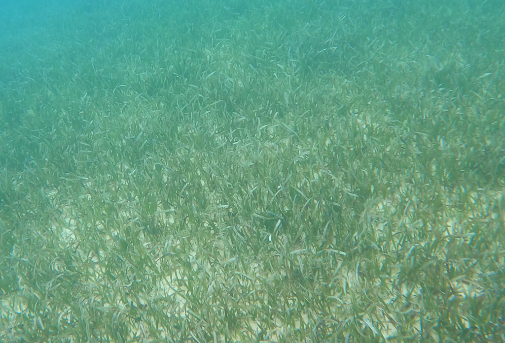 Turtle Grass from CocoCay, The Bahamas on February 18, 2024 at 02:52 PM ...