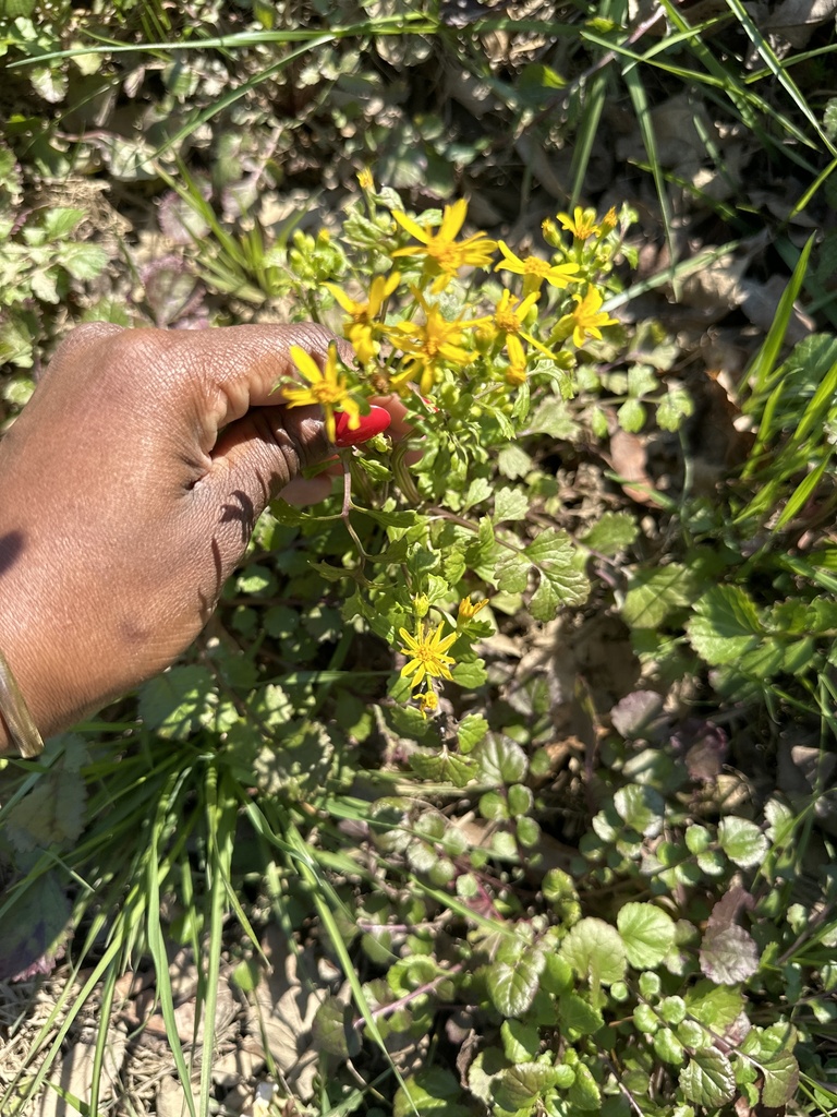 Butterweed from Simmsville Rd, Alabaster, AL, US on February 21, 2024 ...