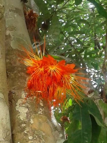 Brownea rosa-de-monte · Naturalista Costa Rica