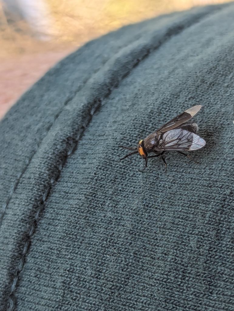 Horse and Deer Flies from Lake Wales, FL 33898, USA on February 21 ...