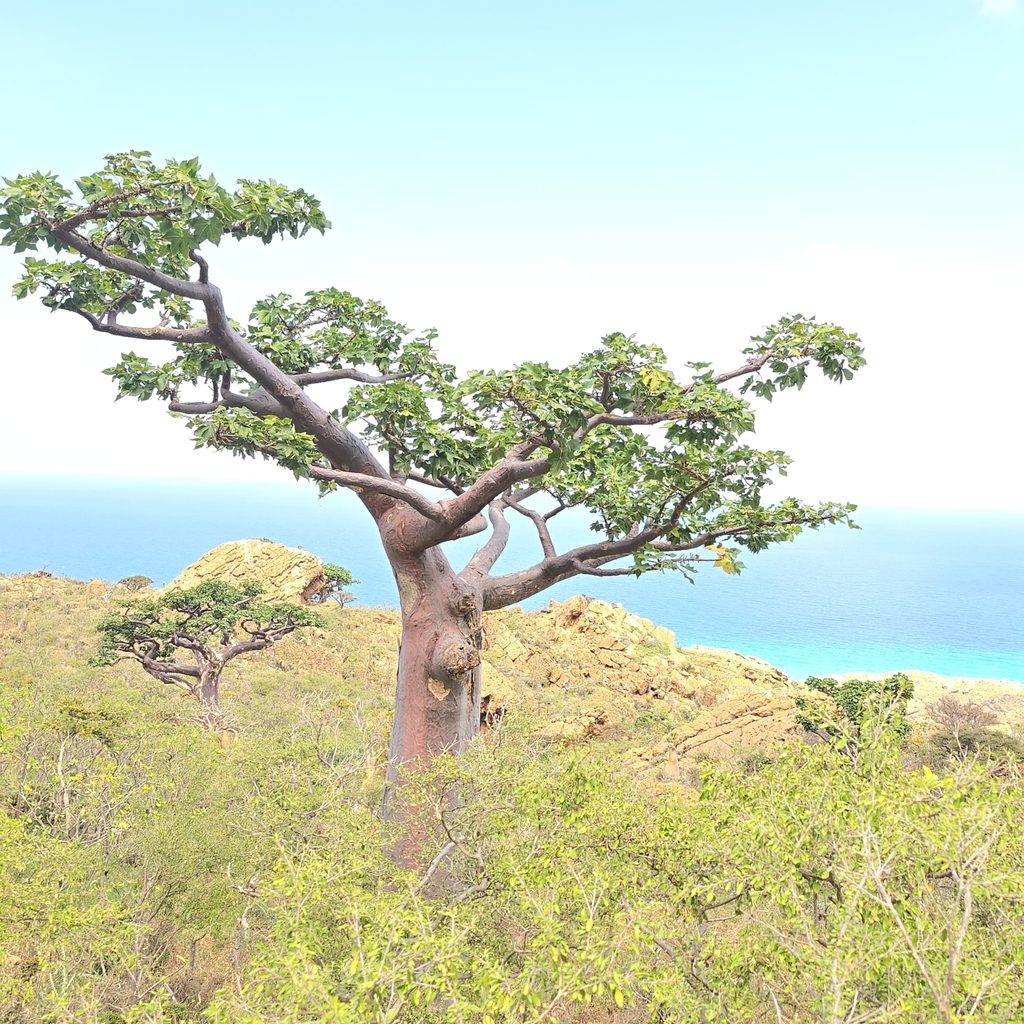 African Star-Chestnut (Sterculia africana) - Botanical Realm