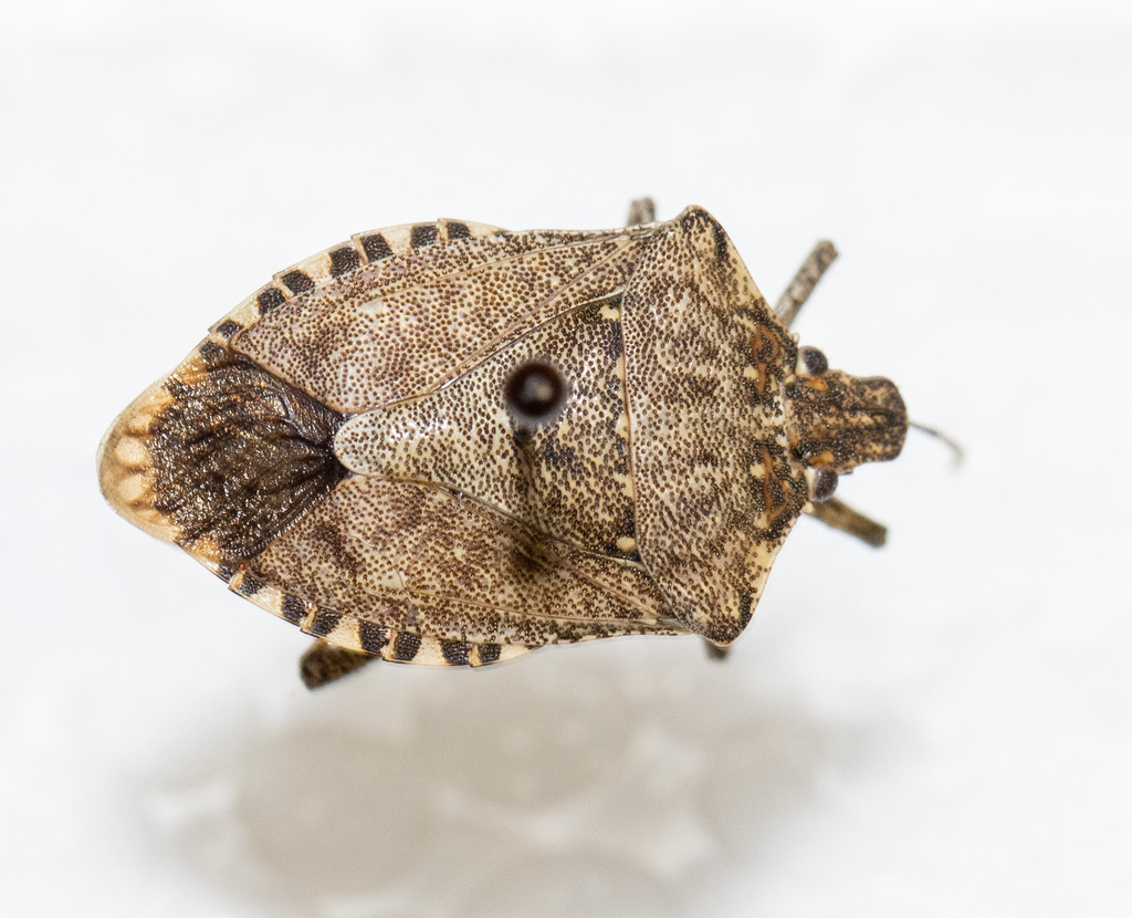 Brown Marmorated Stink Bug from Centerville, OH, USA on February 3 ...