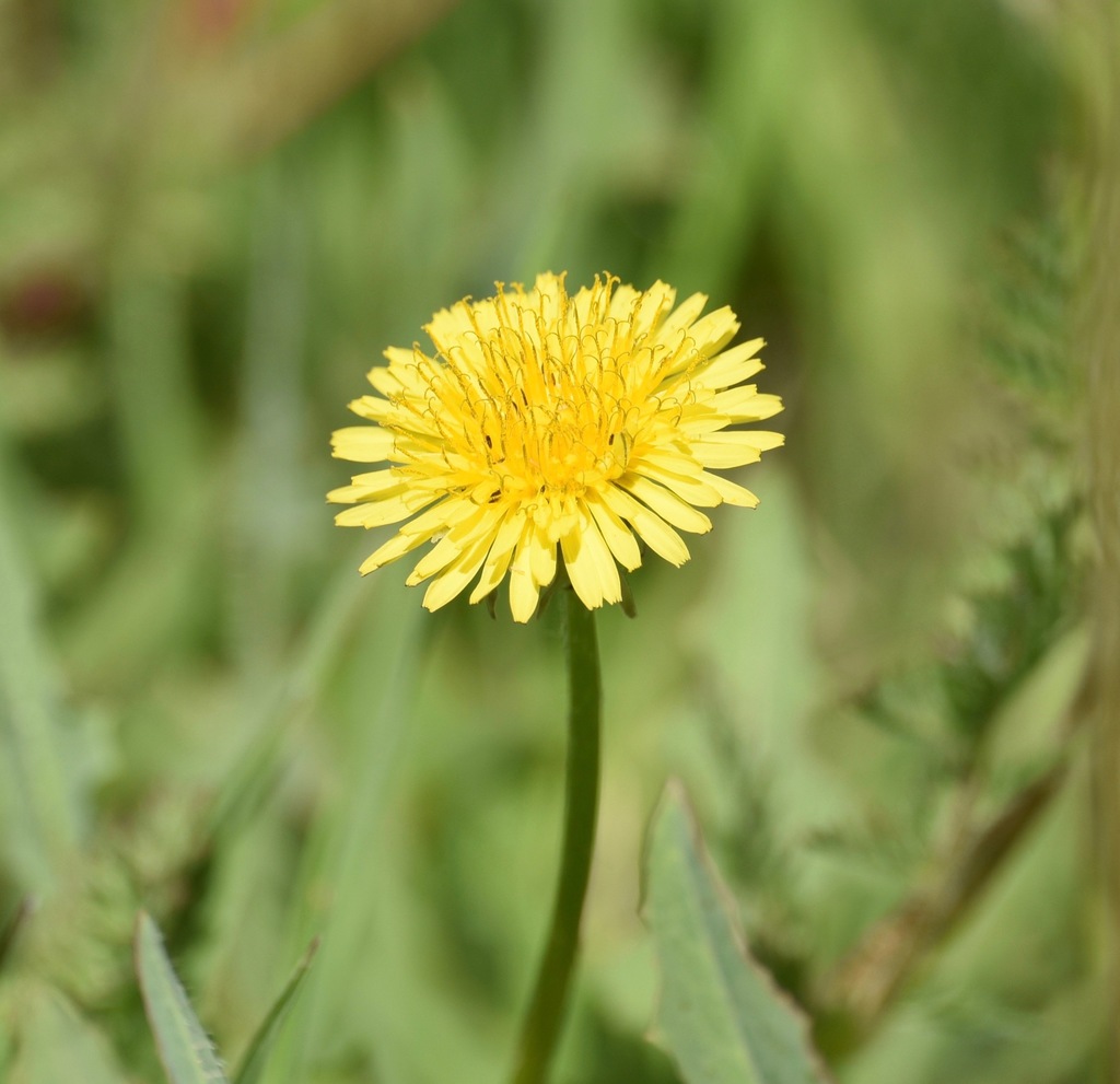 common dandelions (Edible plants of the Midwest ) · iNaturalist