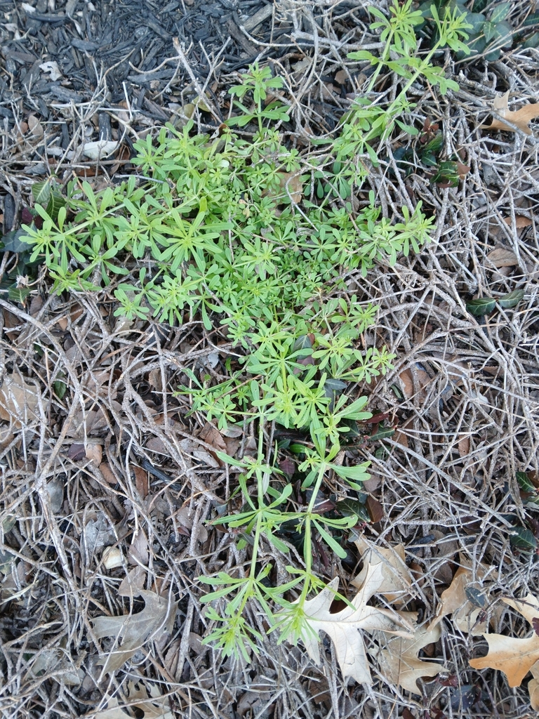 catchweed bedstraw from Robinson, TX 76706, USA on February 21, 2024 at ...