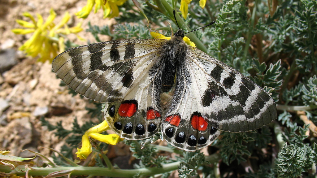 Parnassius charltonius mistericus from Горно-Бадахшанская автономная ...