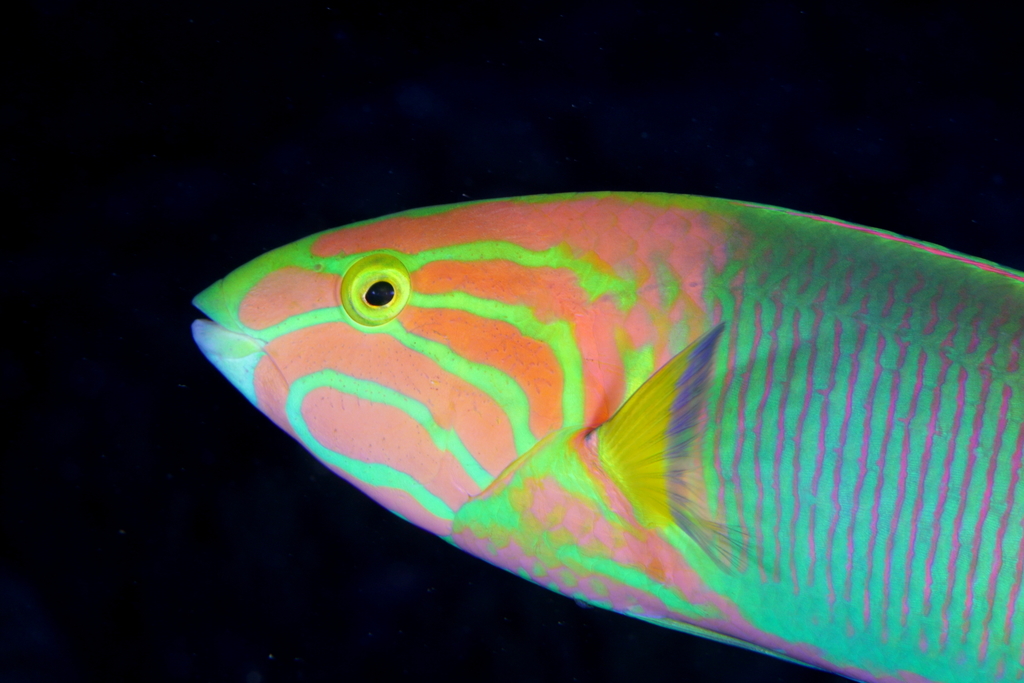 Sunset Wrasse (Reef Fish of the Hawaiian Islands) · iNaturalist