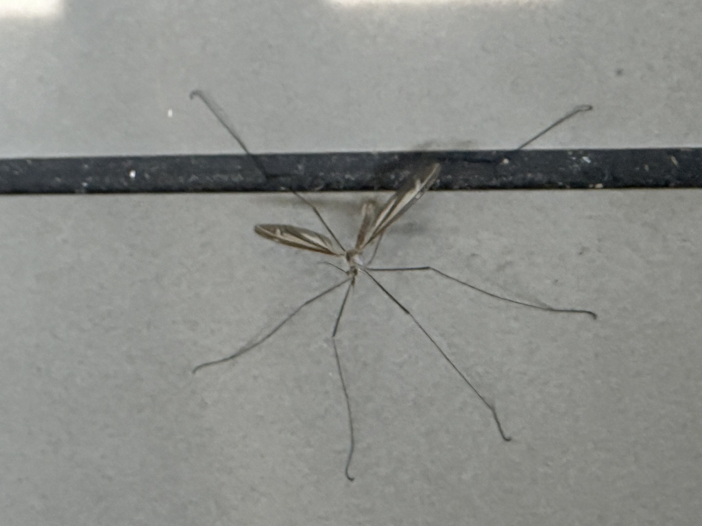 Crane Flies from Baylor University, Waco, TX, US on February 21, 2024 ...