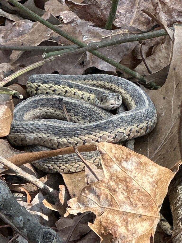 Eastern Garter Snake from Madison, AL, US on February 21, 2024 at 11:46 ...