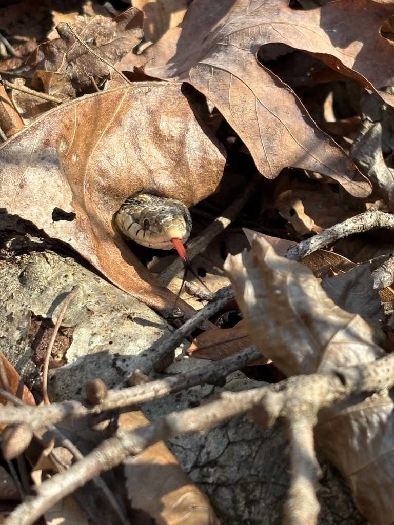 Eastern Garter Snake from Madison, AL, US on February 21, 2024 at 11:57 ...