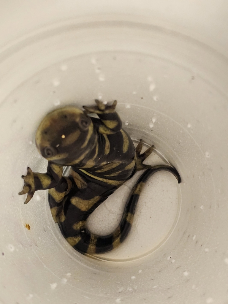 Western Tiger Salamander from Drummond, OK 73735, USA on 21 February ...