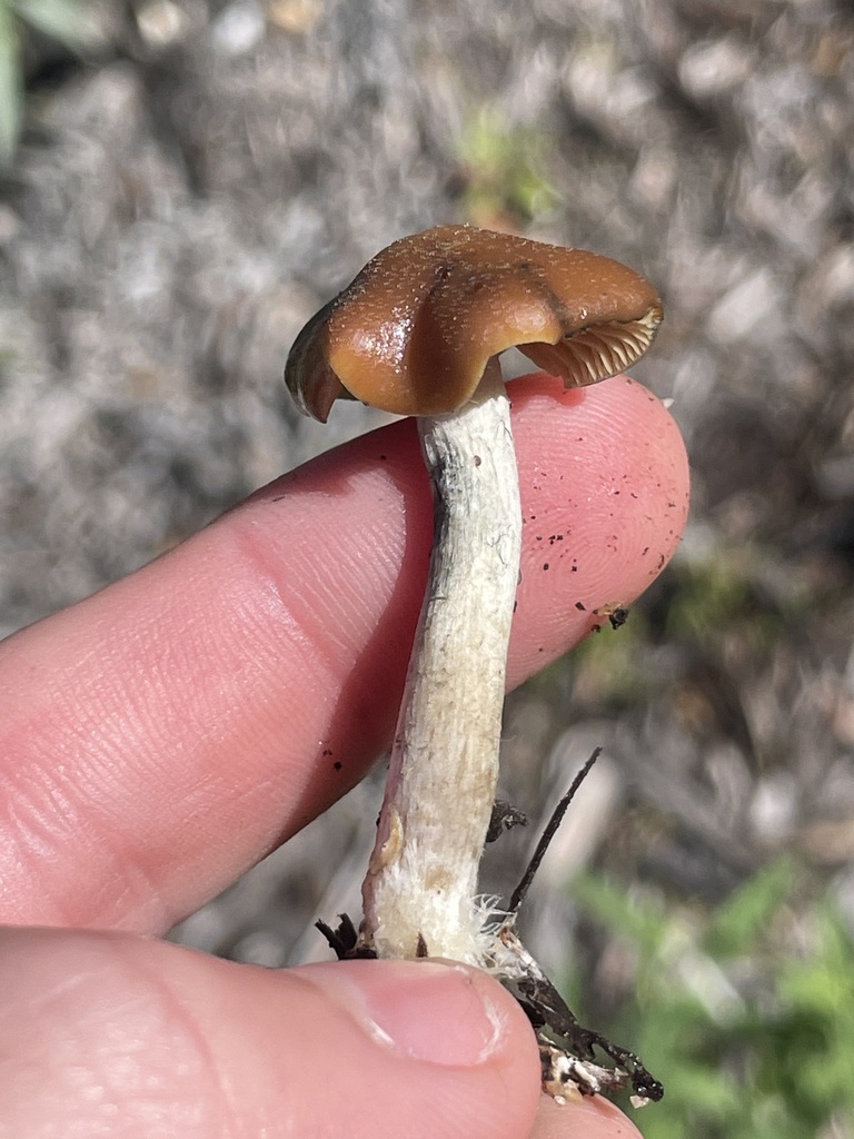 Wavy Cap in February 2024 by Kuoni W · iNaturalist