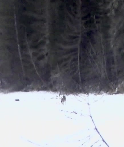 Gray Wolf in February 2024 by wildwestnature · iNaturalist