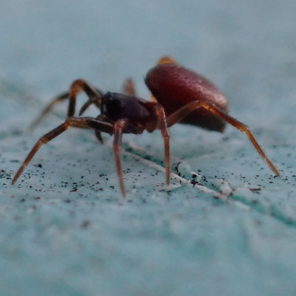 Spiders in January 2024 by dhasdf · iNaturalist