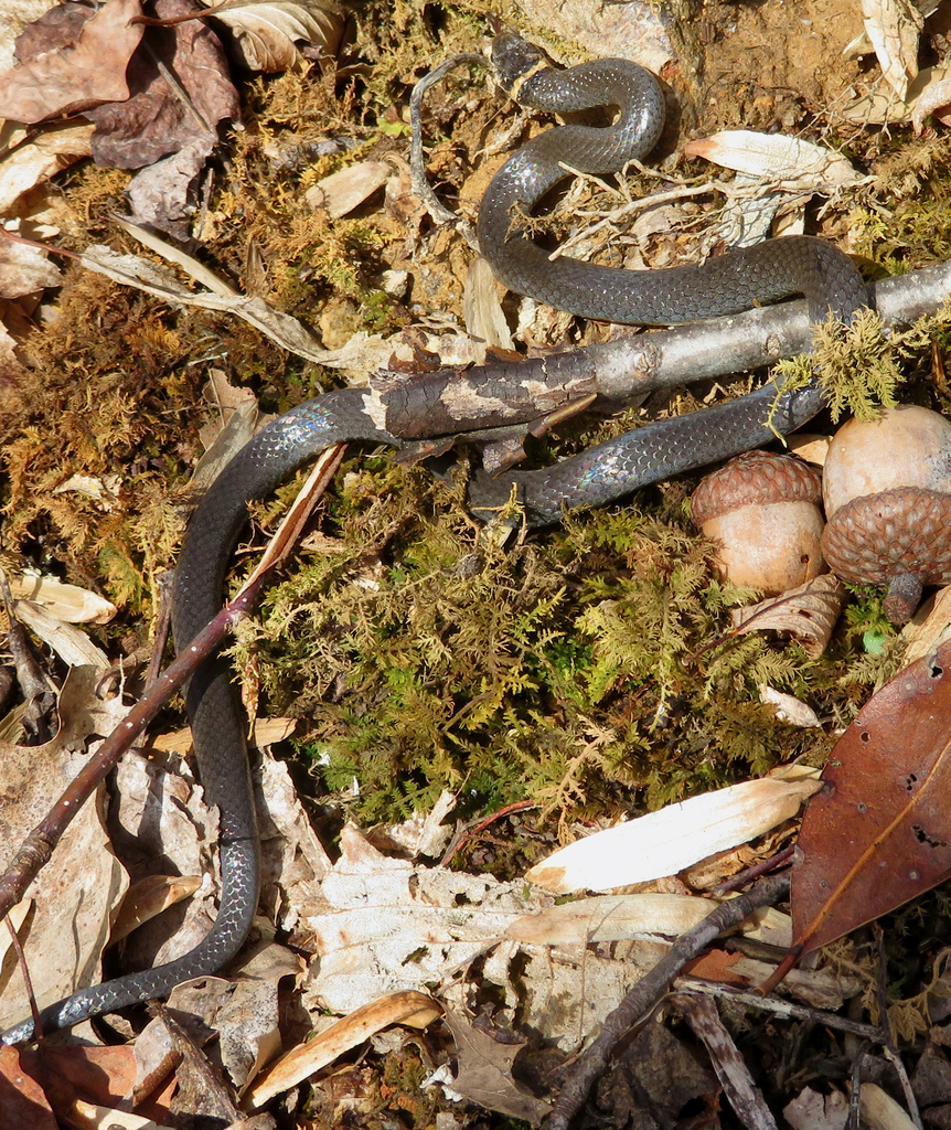 ring-necked snake from Madison County, VA, USA on March 30, 2018 at 04: ...