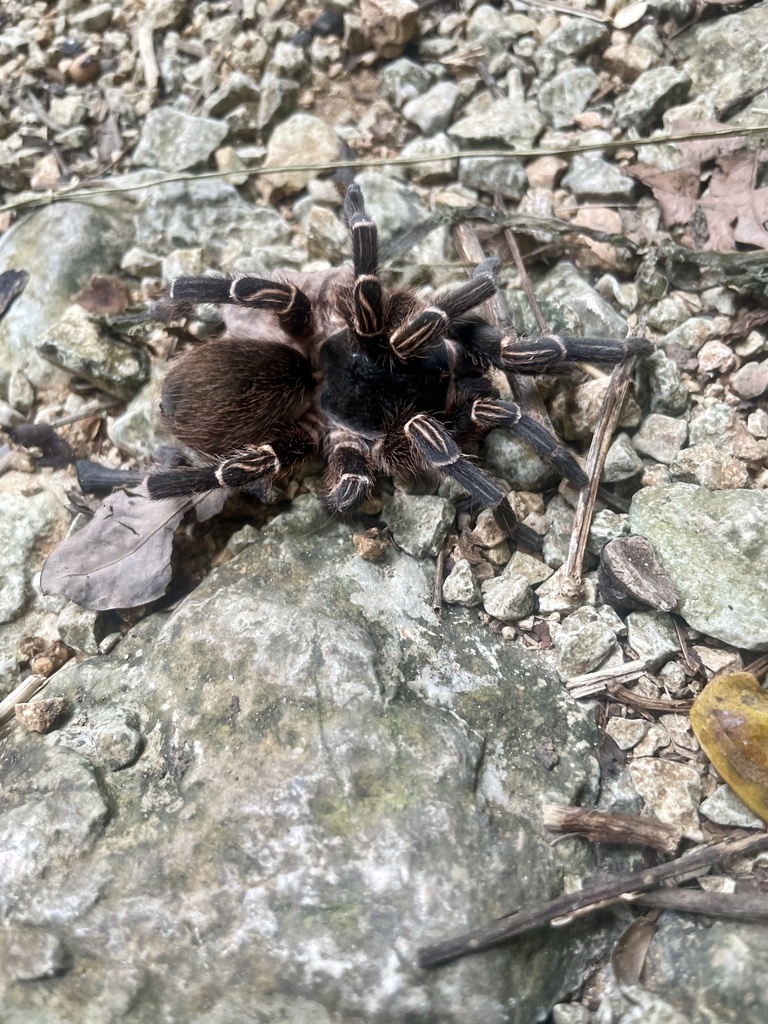 Common Puerto Rican Brown Tarantula from Julio Enrique Monagas National ...