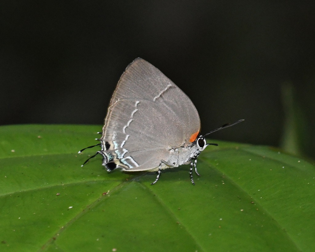 Bitias Hairstreak from Mount Harris forest 01, Sangre Grande Regional ...