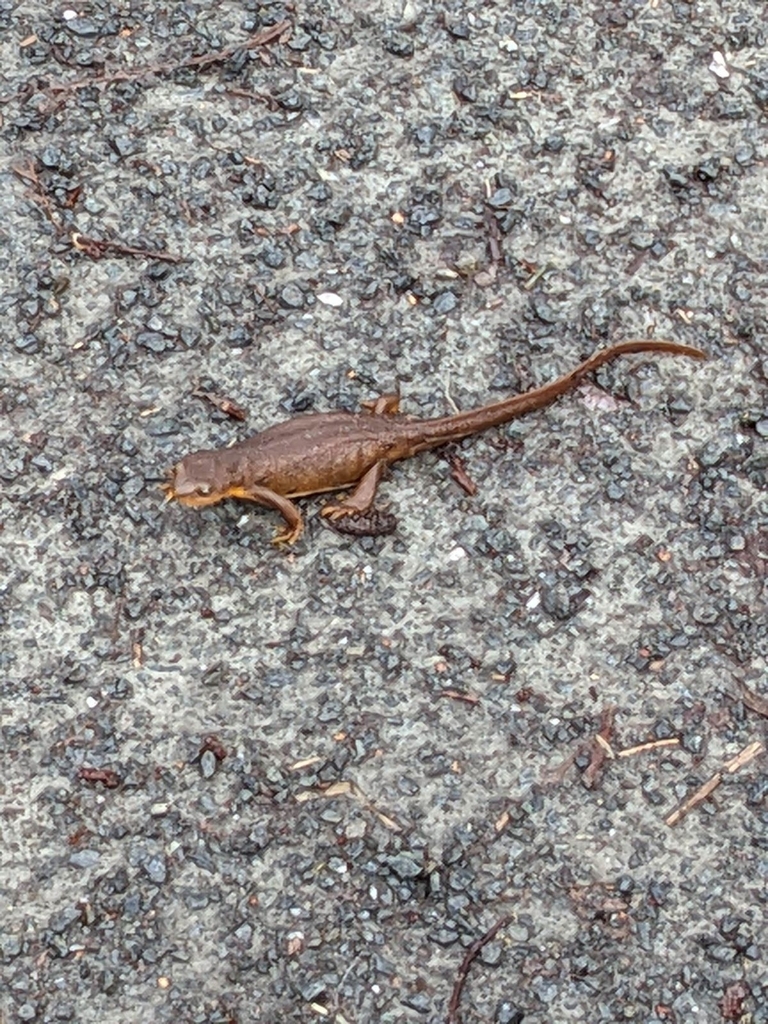 Rough-skinned Newt from Chilliwack, BC V2R 4C5, Canada on February 21 ...