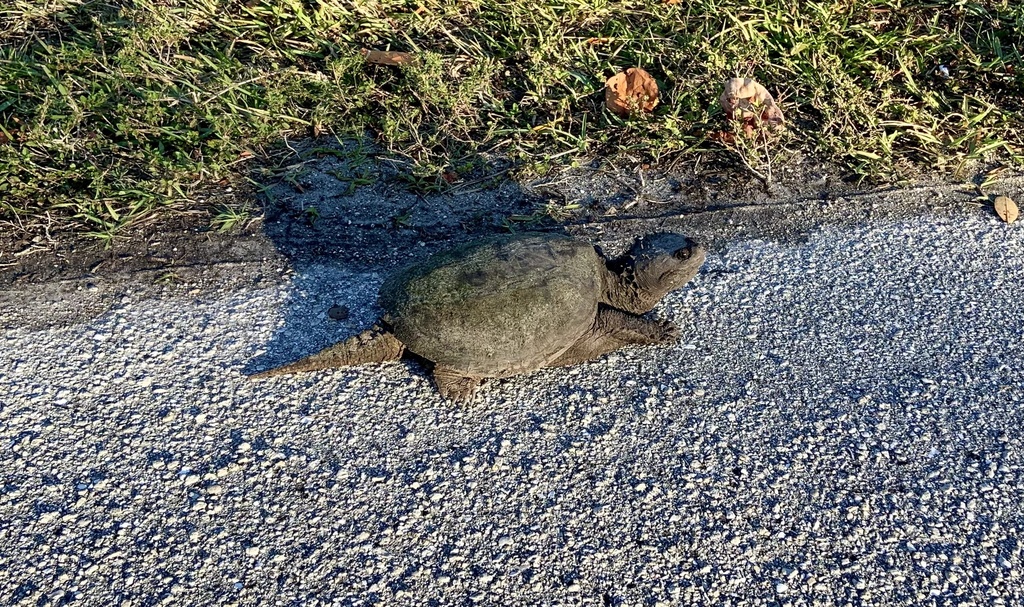 Common Snapping Turtle from 34th Ave W, Bradenton, FL, US on February ...