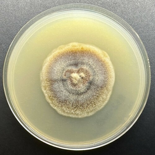 género Thelonectria · NaturaLista Colombia