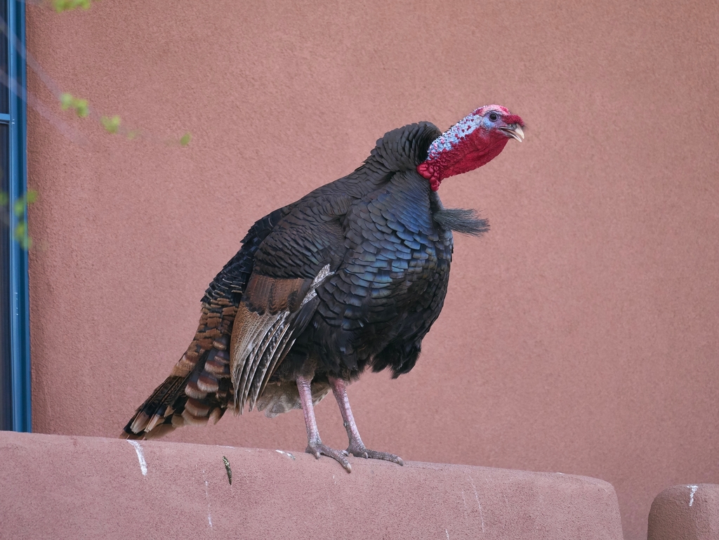 Wild Turkey from Santa Fe, NM, USA on April 20, 2019 at 10:34 AM by ...