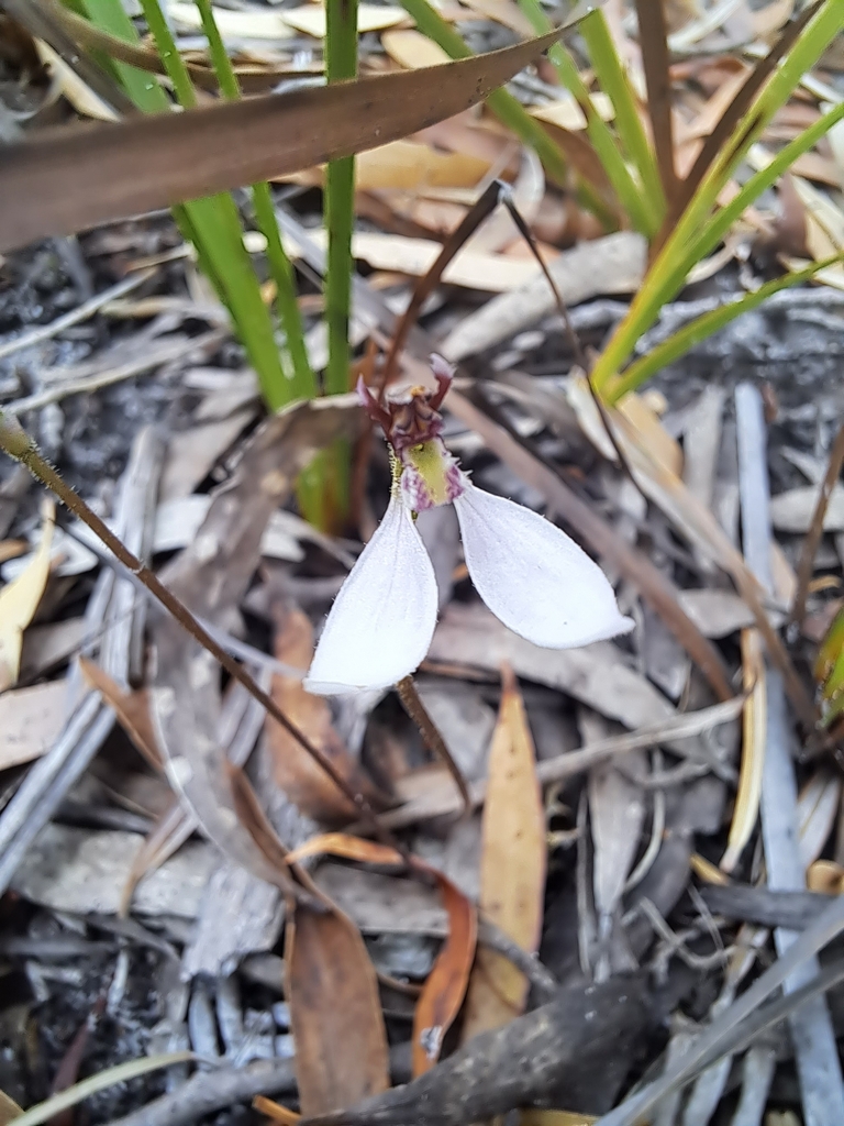 Parson's Bands from Rushy Lagoon TAS 7264, Australia on February 21 ...