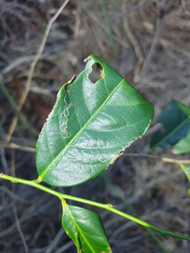 Caloptilia xanthopharella from Chester Hill NSW 2162, Australia on ...