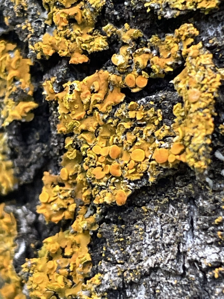common lichens from Pima County, AZ, USA on February 21, 2024 at 08:26 ...