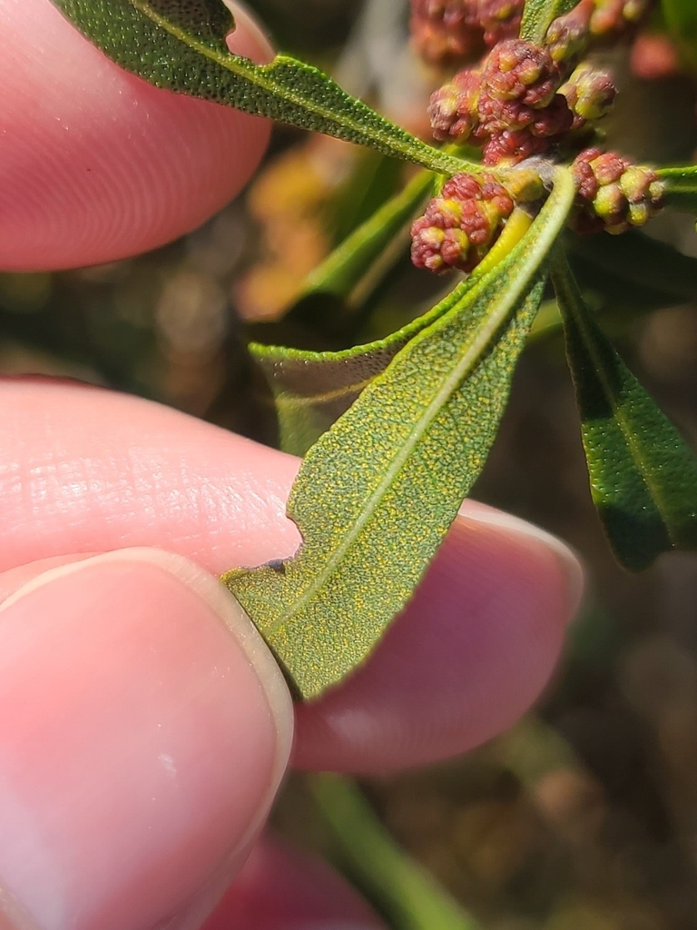 wax myrtle from Orange Beach, AL, USA on February 21, 2024 at 12:59 PM by Jonathan Gilmer ...