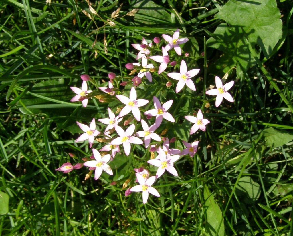Common centaury from Чеховский р-н, Московская обл., Россия on July 13 ...