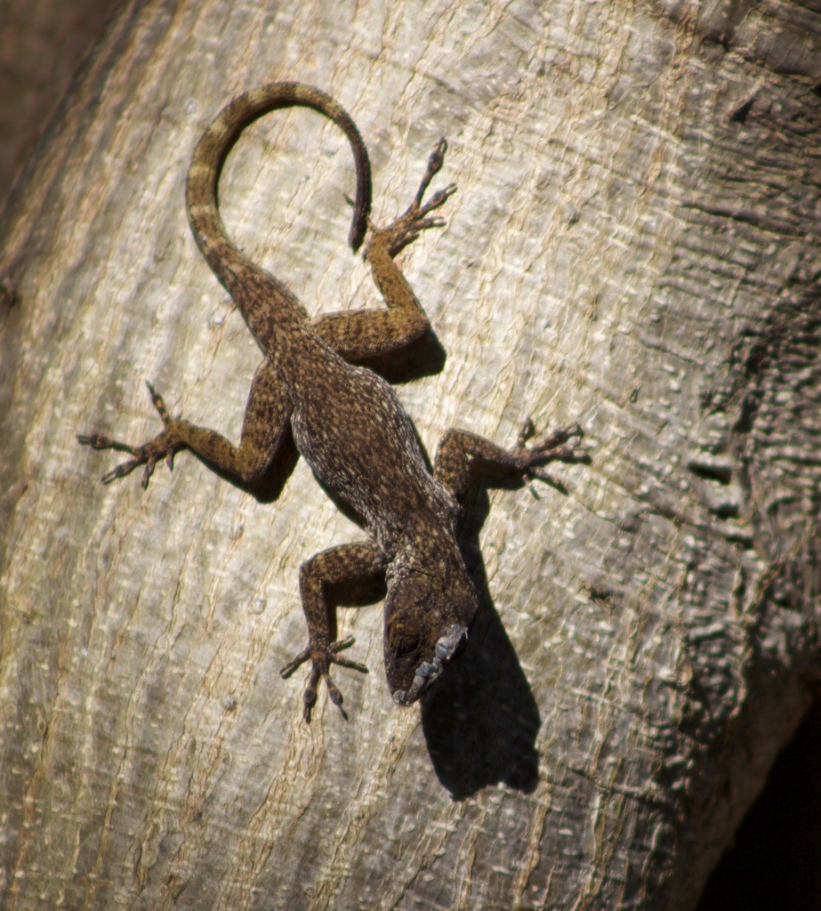 Bark Anole from Margaret Pace Park, Miami, FL, US on February 21, 2024 ...