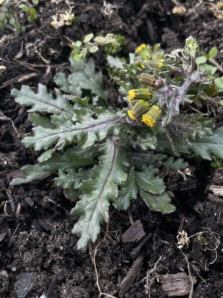 common groundsel from Riverbank State Park, New York, NY, US on ...