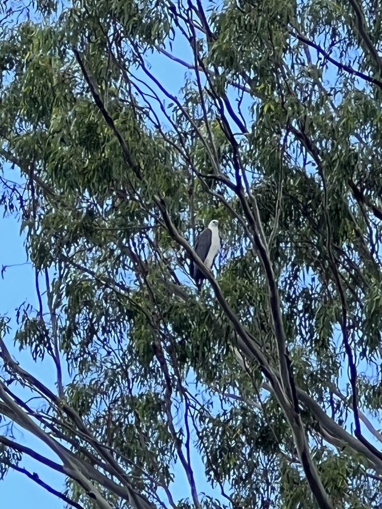 White-bellied Sea-Eagle from Wyaralong, QLD, AU on February 18, 2024 at ...