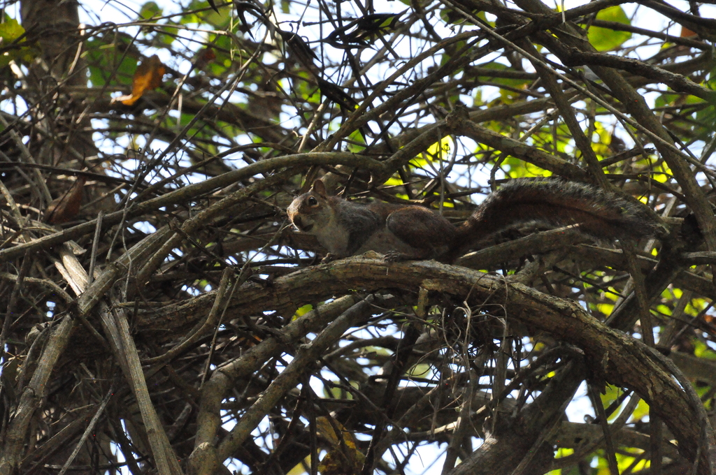 Deppe's Squirrel from Calakmul Municipality, Campeche, Mexico on ...