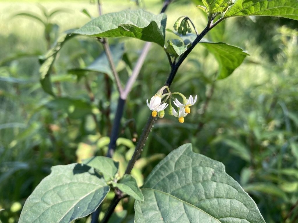 Black Nightshade Complex from Waikanae Park, Waikanae, Wellington, NZ ...