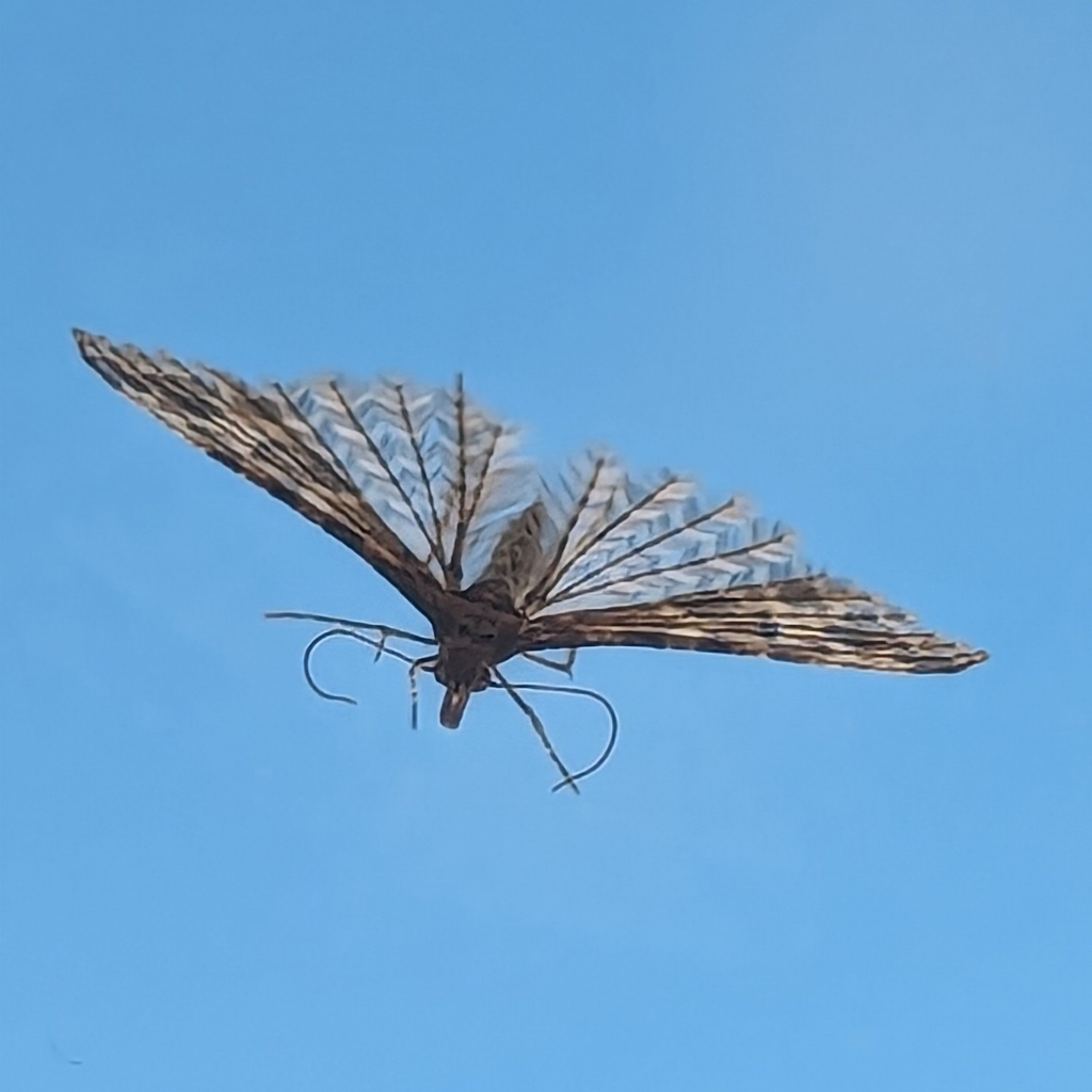 Montana Six-plume Moth from Grand Lake, CO 80447, USA on February 19 ...