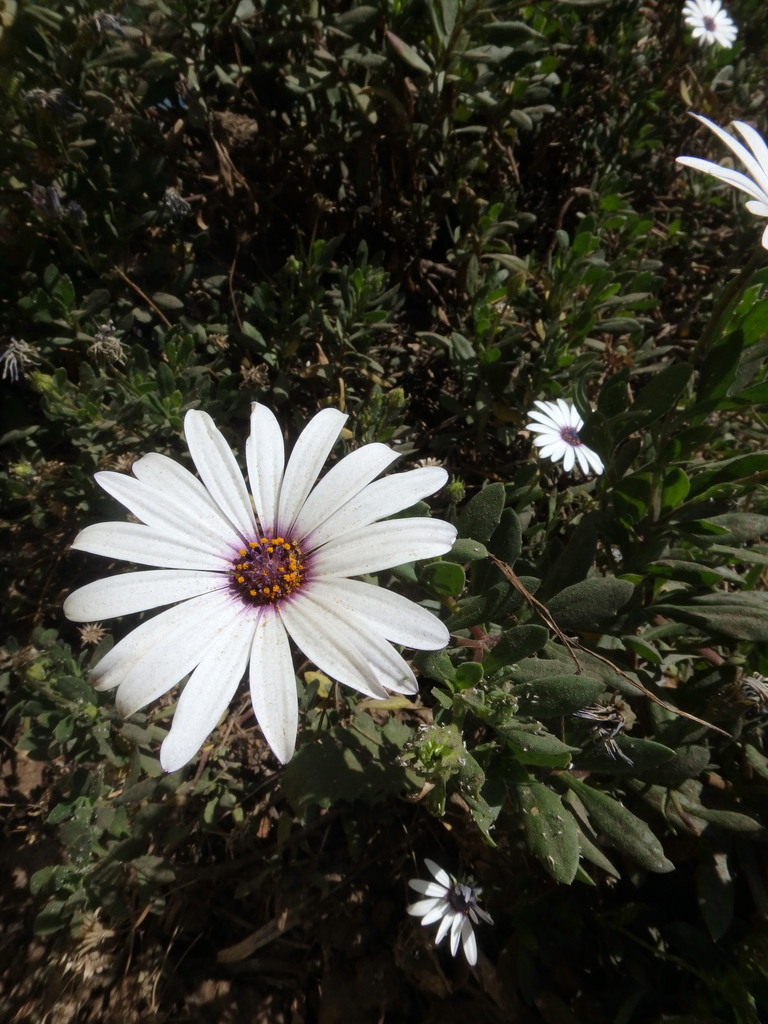 Afro-Australian daisies from Gola Sefer, Addis Ababa, Ethiopia on ...