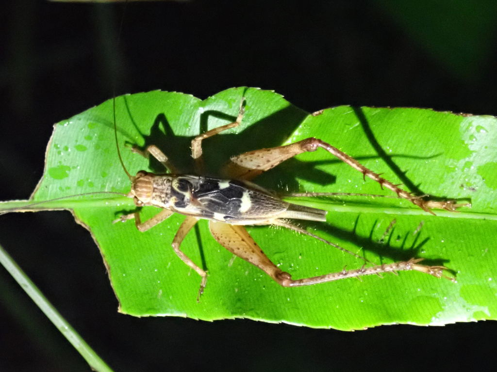 Cardiodactylus novaeguineae from Cairns QLD, Australia on February 21 ...
