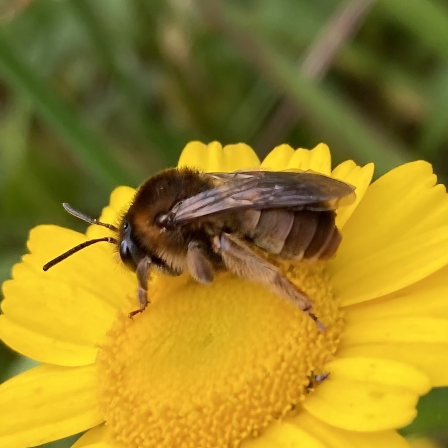 Eucera in April 2021 by melster · iNaturalist