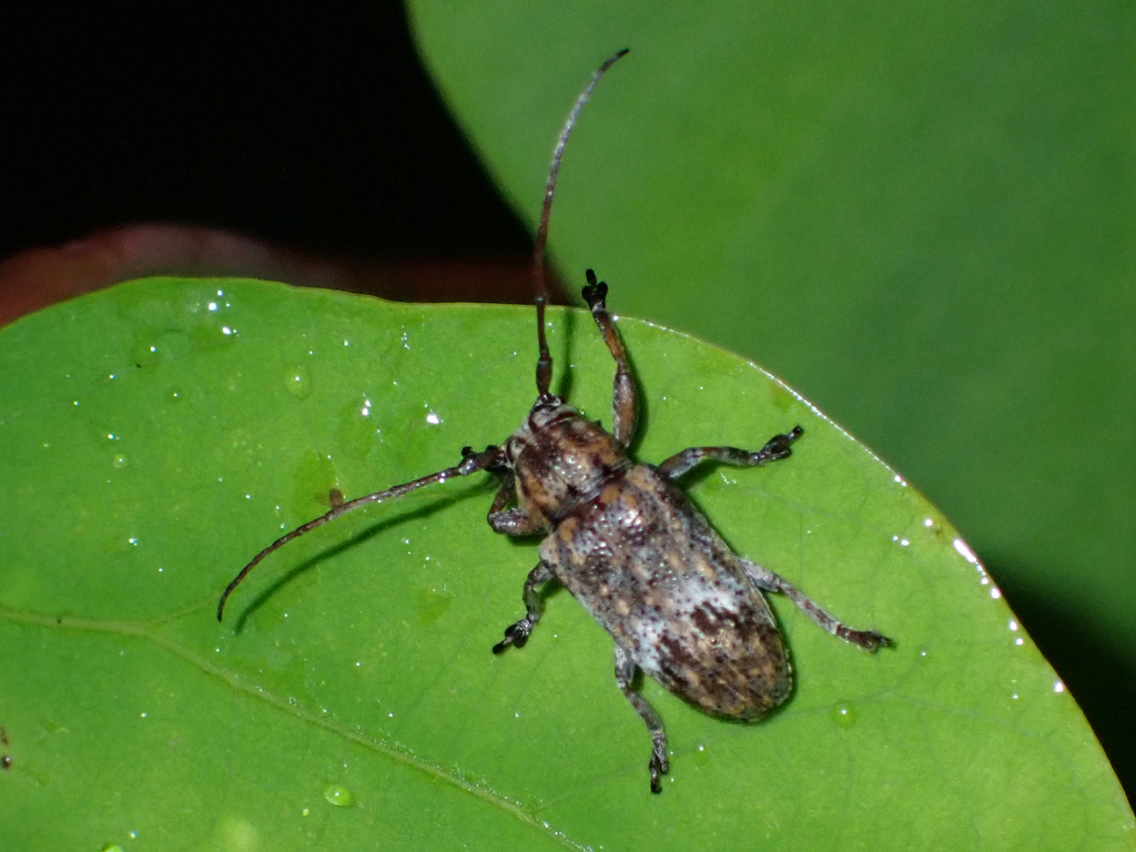Flat-faced Longhorn Beetles from Cairns QLD, Australia on February 21 ...