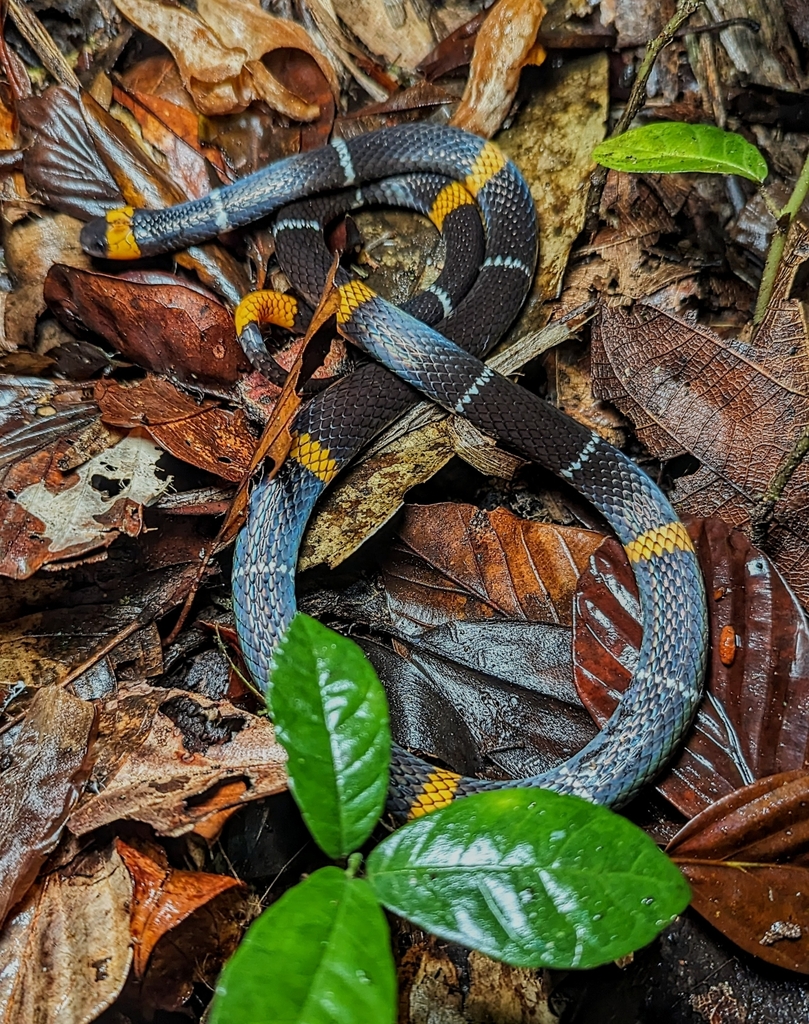 Micrurus hemprichii ortoni from 16210, Peru on February 09, 2024 at 08: ...