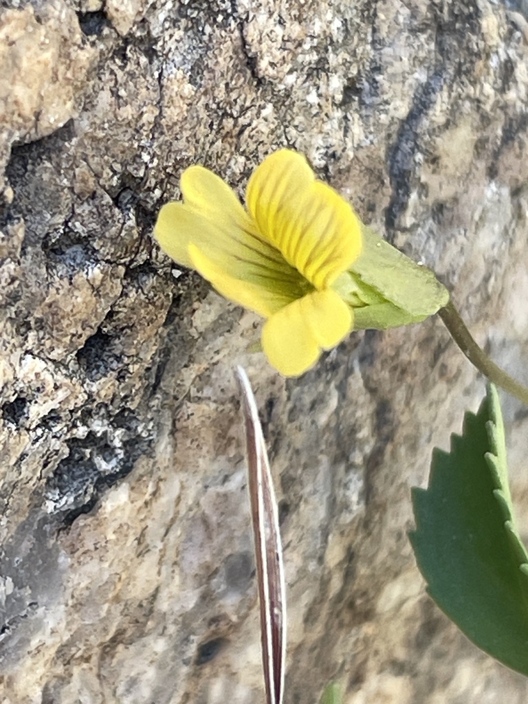 Yellow-flowered waterhyssop from Coronado National Forest, Tucson, AZ ...
