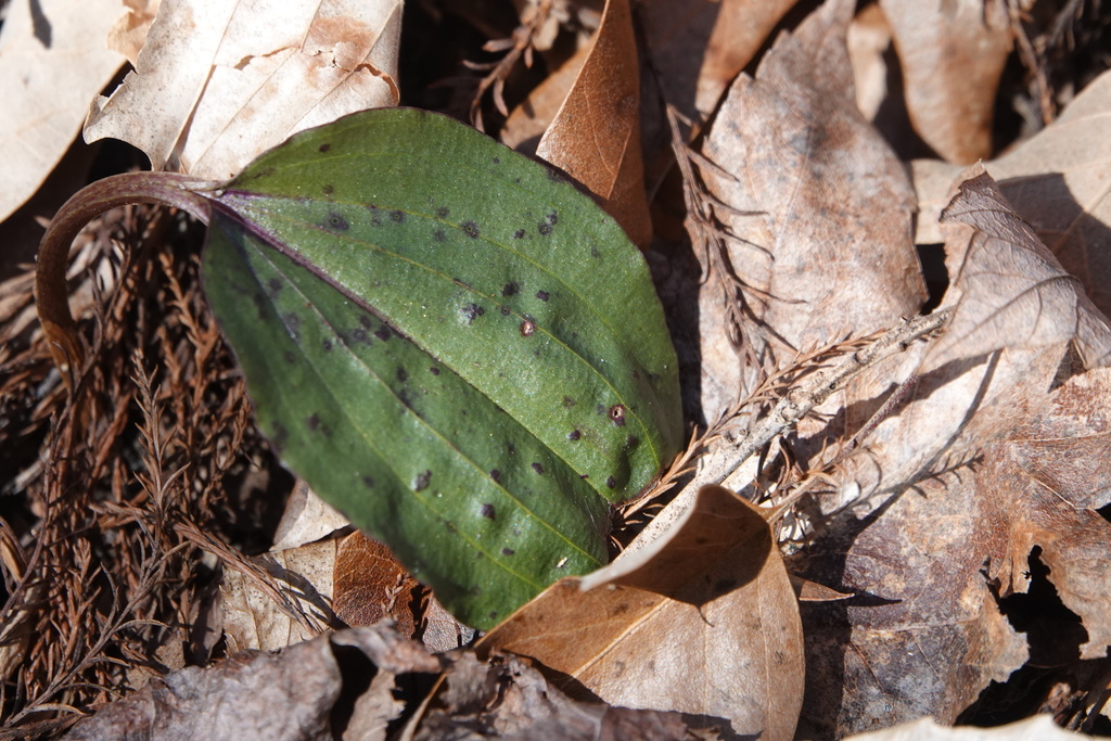 crane-fly orchid from Battle Creek Cypress Swamp, 2880 Grays Rd, Prince ...