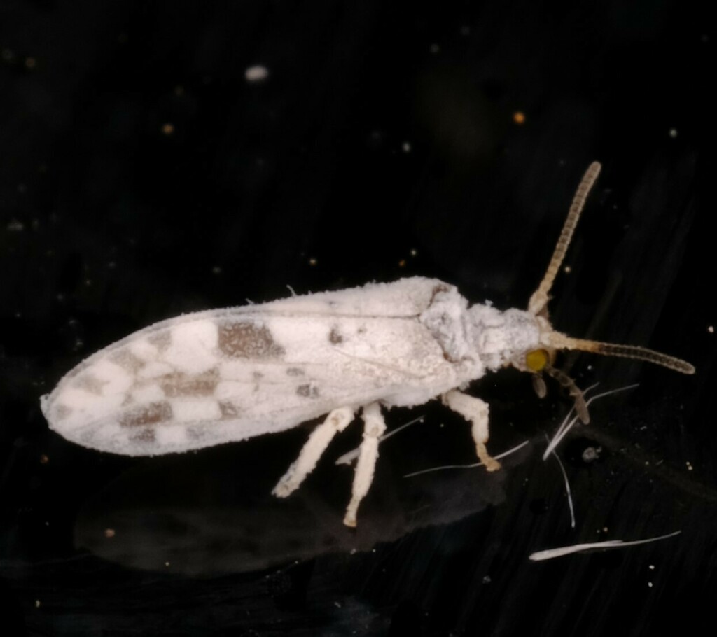 Heteroconis ornata from Anglesea VIC 3230, Australia on February 20 ...