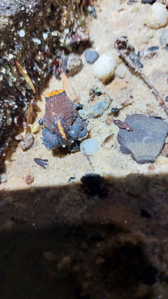 Red-crowned Toadlet from Somersby NSW 2250, Australia on February 21 ...