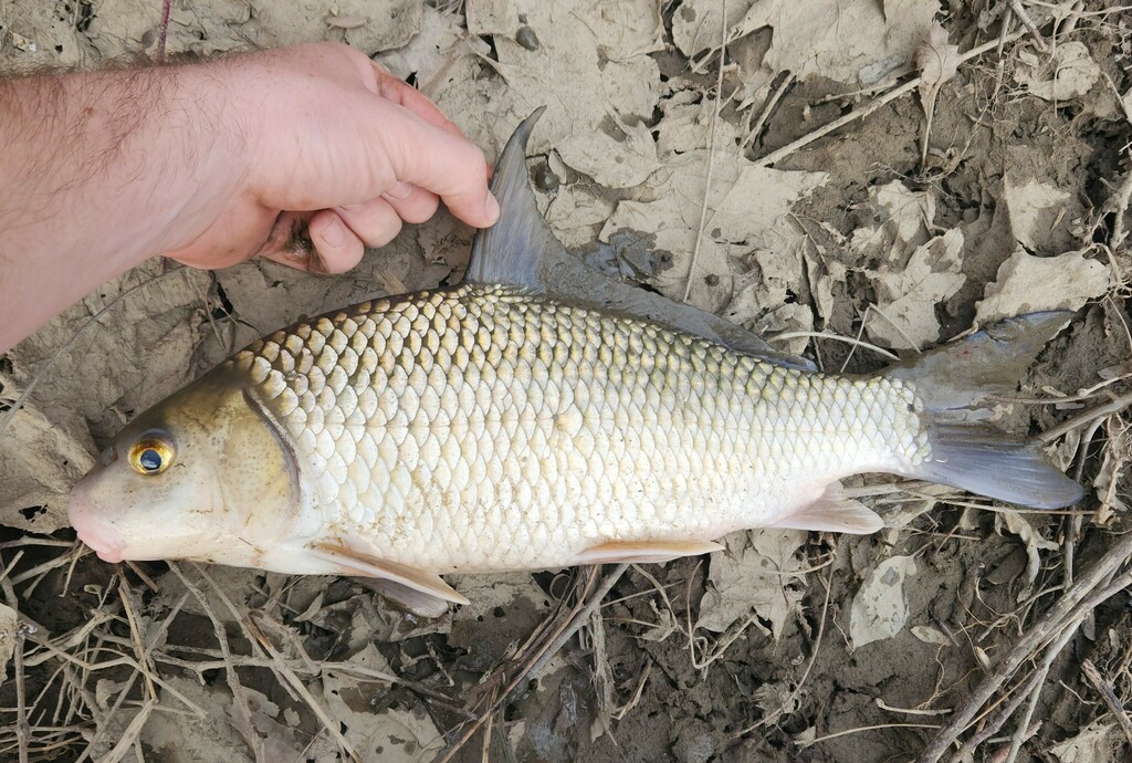 Quillback from Russells Point, OH, USA on February 21, 2024 at 05:10 PM ...