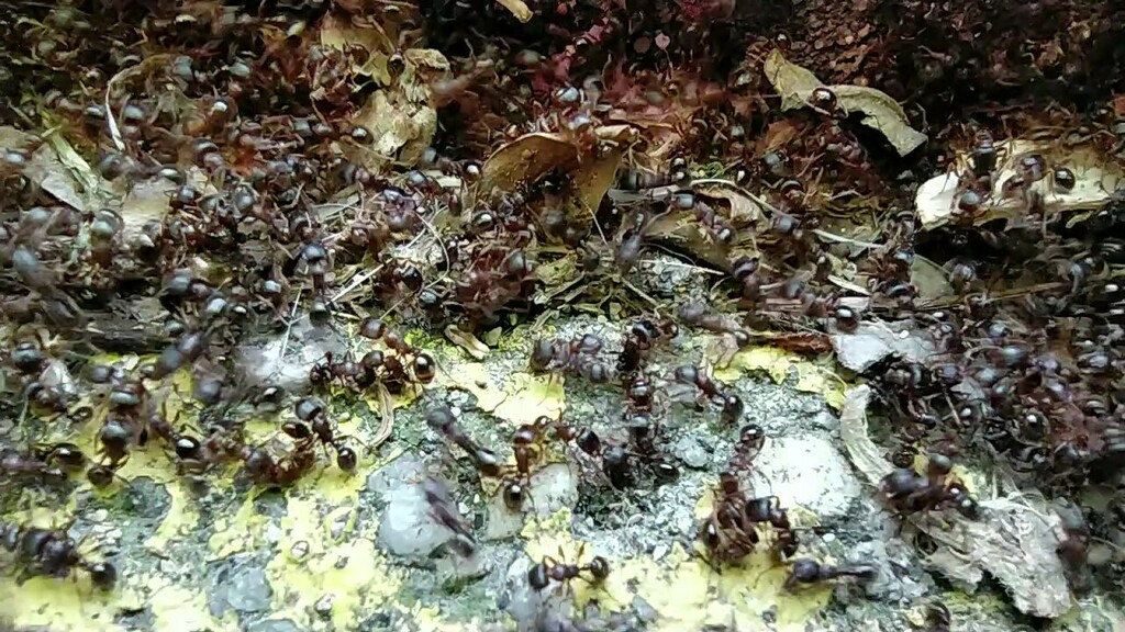 Pavement Ants from İstanbul, Türkiye on May 23, 2021 at 07:05 PM by Cem ...