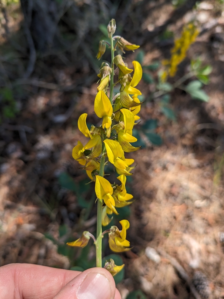 Streaked Rattlepod from Avon Park, FL 33825, USA on February 21, 2024 ...