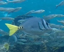 Razor Surgeonfish from Santa Cruz, Ecuador on February 21, 2024 at 08: ...