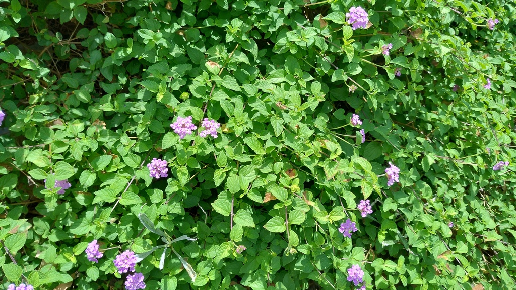 creeping lantana from Sunshine Coast QLD, Australia on February 22 ...